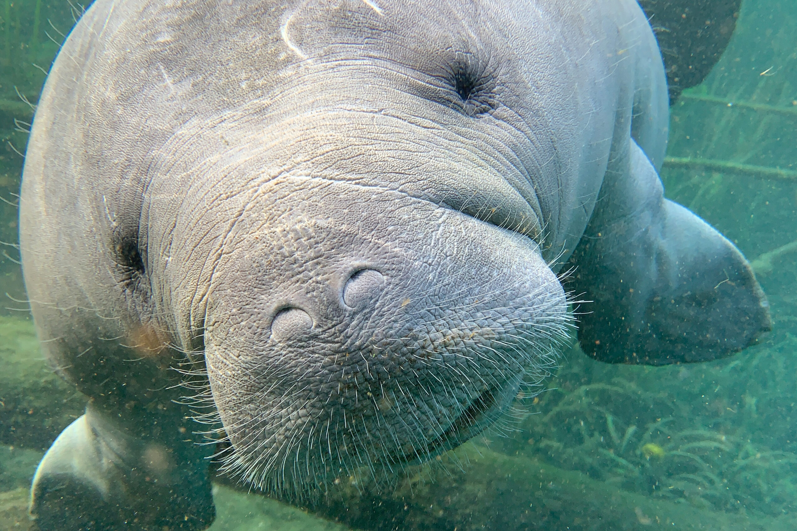 6th Annual Florida Manatee Adventure Trip- Lodge Based - Destination Kayak